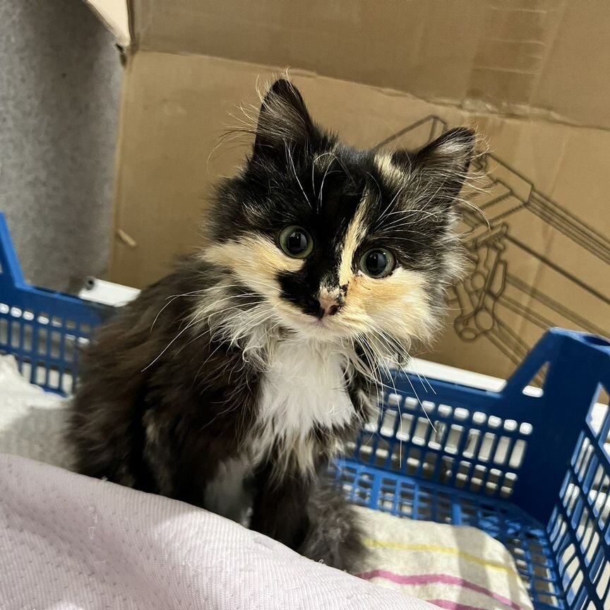 Котенок бесплатно