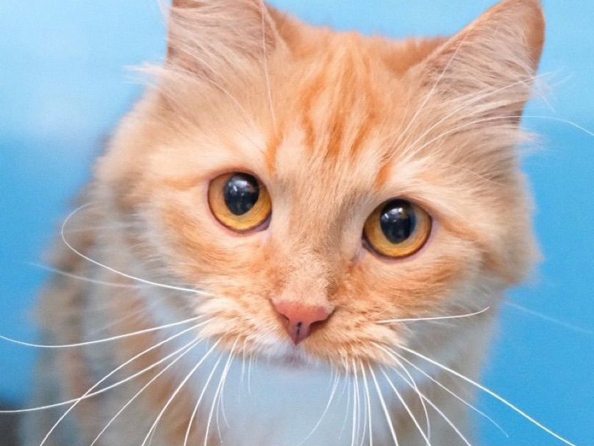 Бывшедомашняя кошечка ищет дом