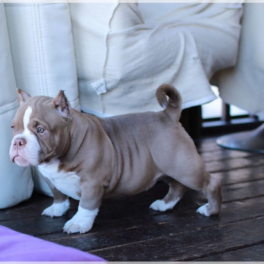 Американский булли, щенок