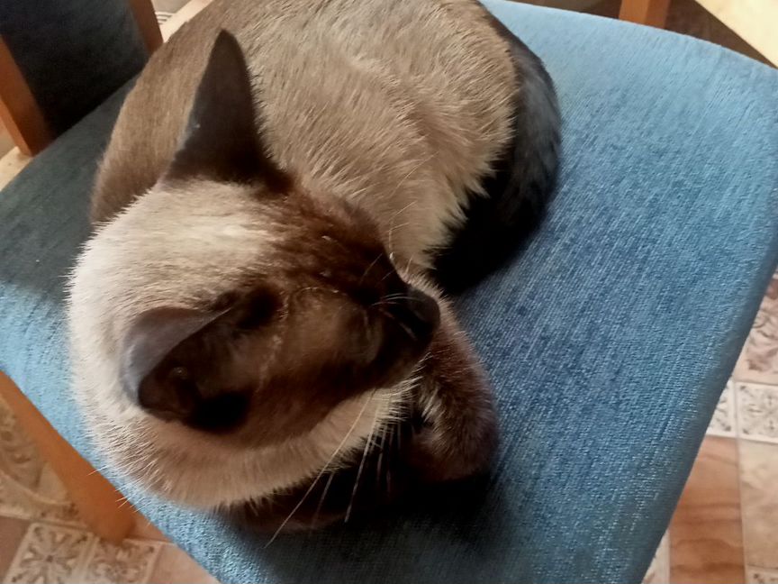 Продам сиамских котят