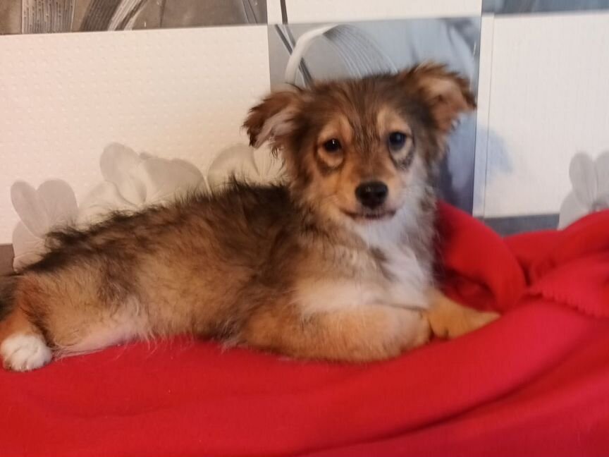 Щенок в добрые руки