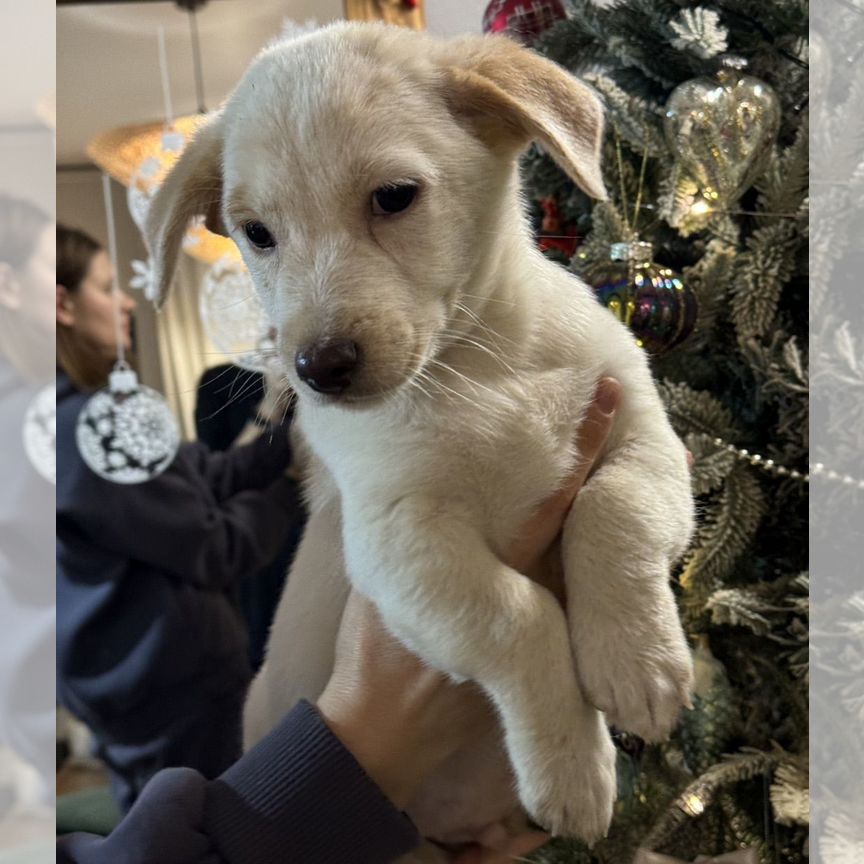 Мальчуган-коротколапик