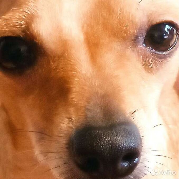 Той-терьер щеночек- девочка