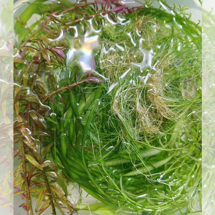 Прополка Аквариумных растений