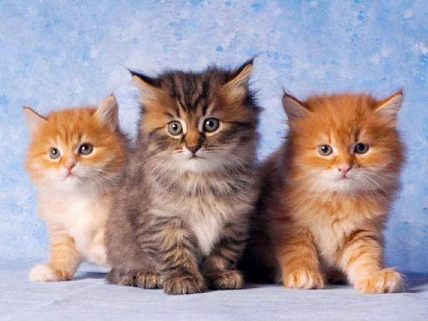 Сибирская котята