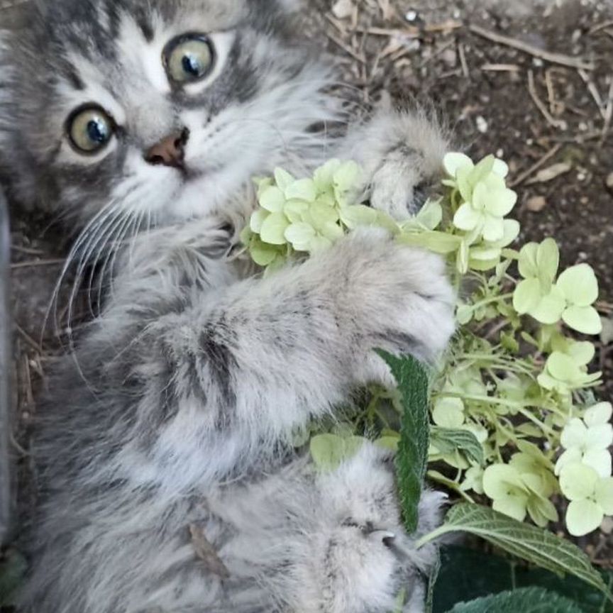 Котята в добрые руки даром