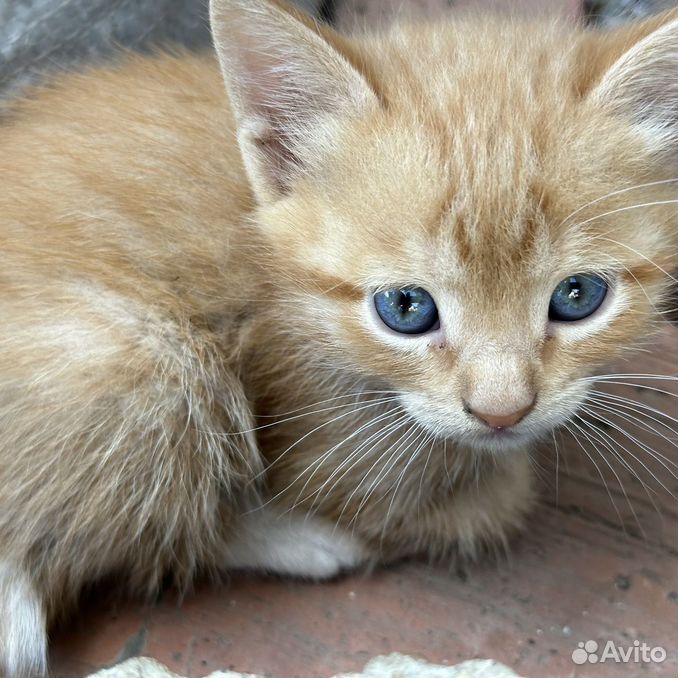 Котята полубобтейлята