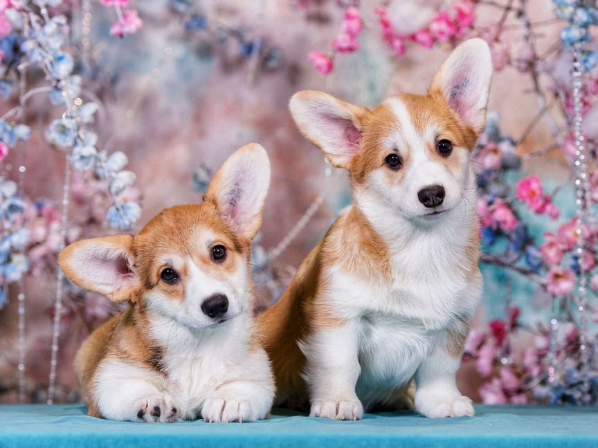 Вельш корги пемброк, прекрасные щенки