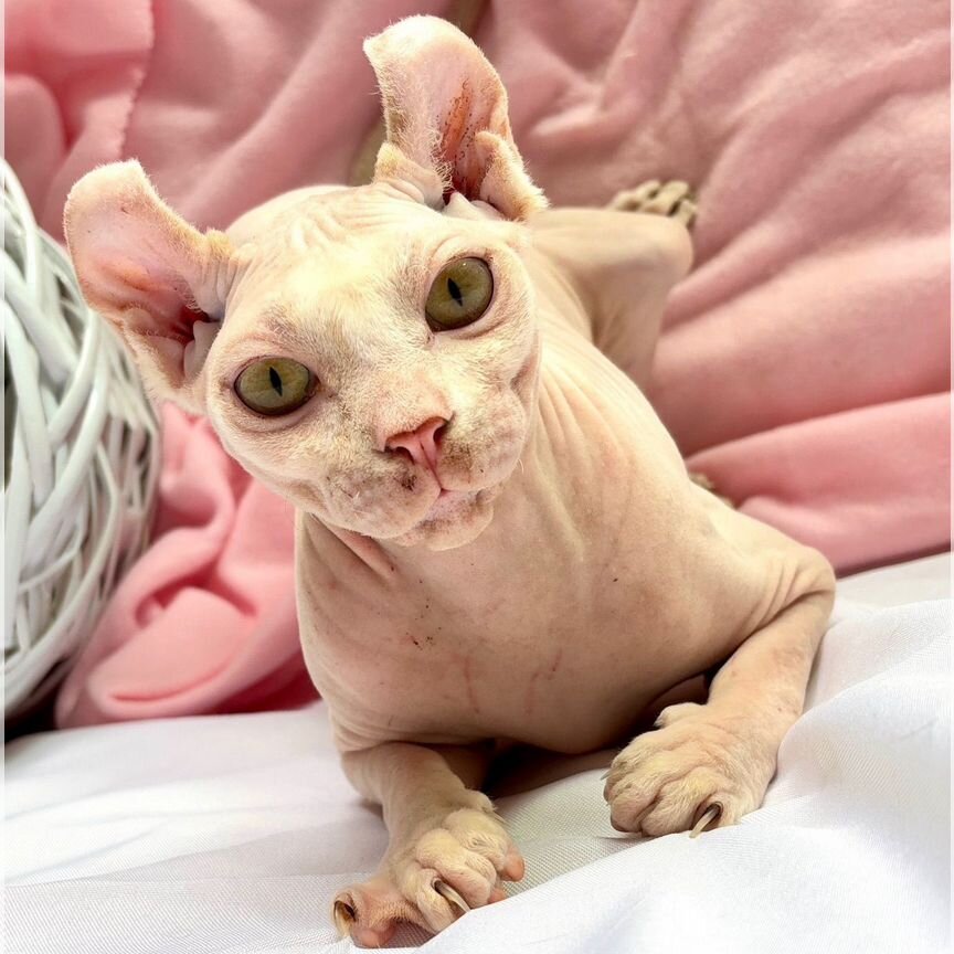 Эльф, взрослый кот