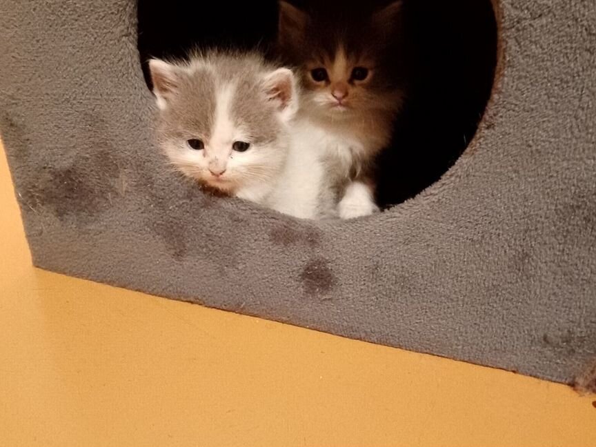 Отдам в добрые руки