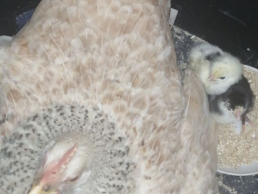 Курица клушка с цыплятами