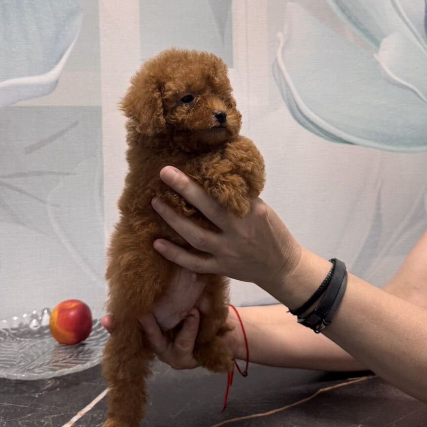 Той-пудель, щенок