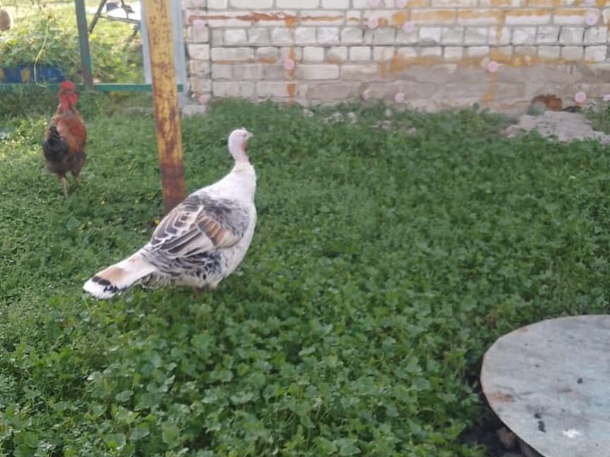 Домашняя птица индюки