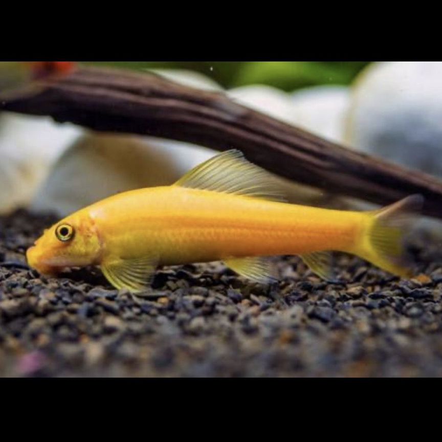 Сомики водорослееды