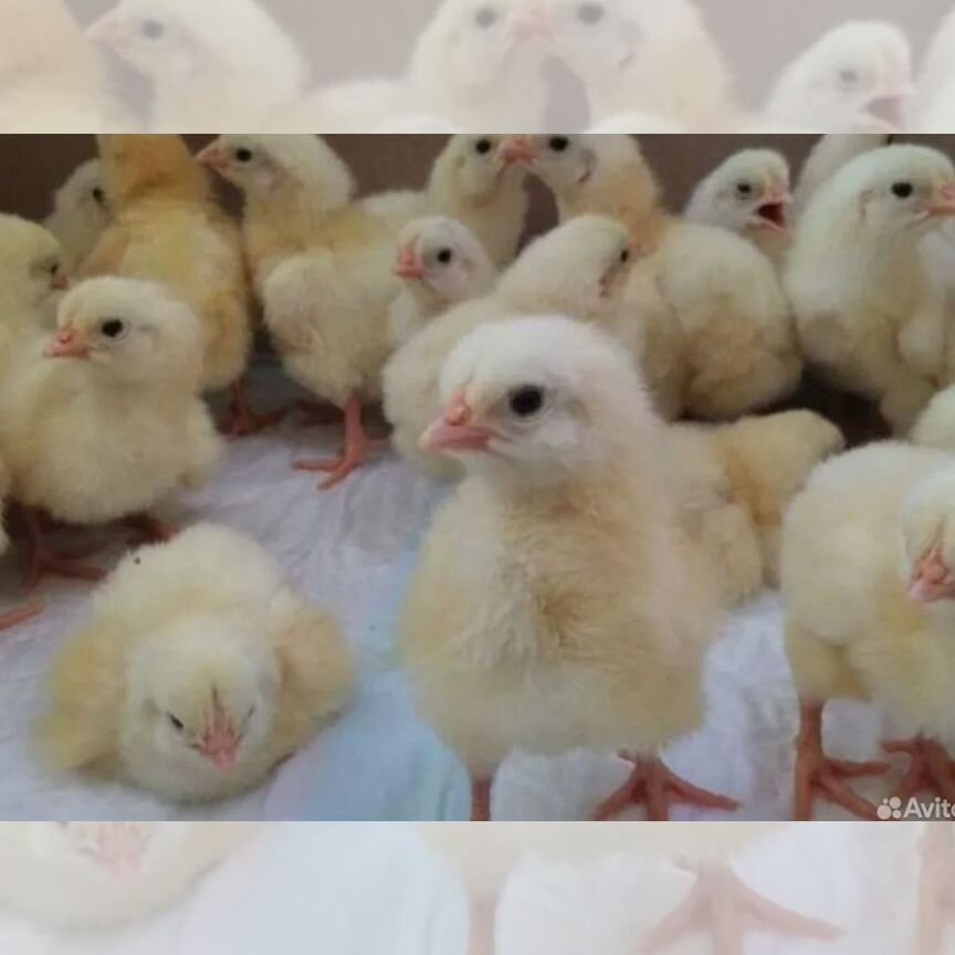 Цыплята бройлеры