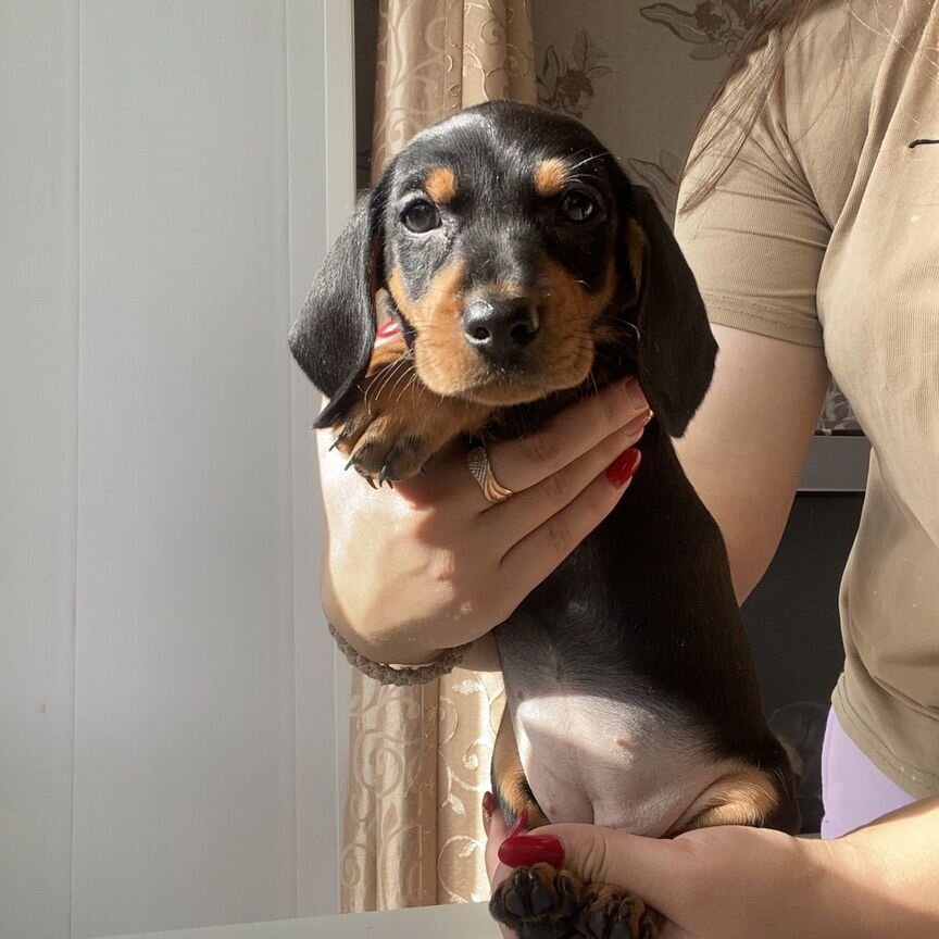 Щенки таксы