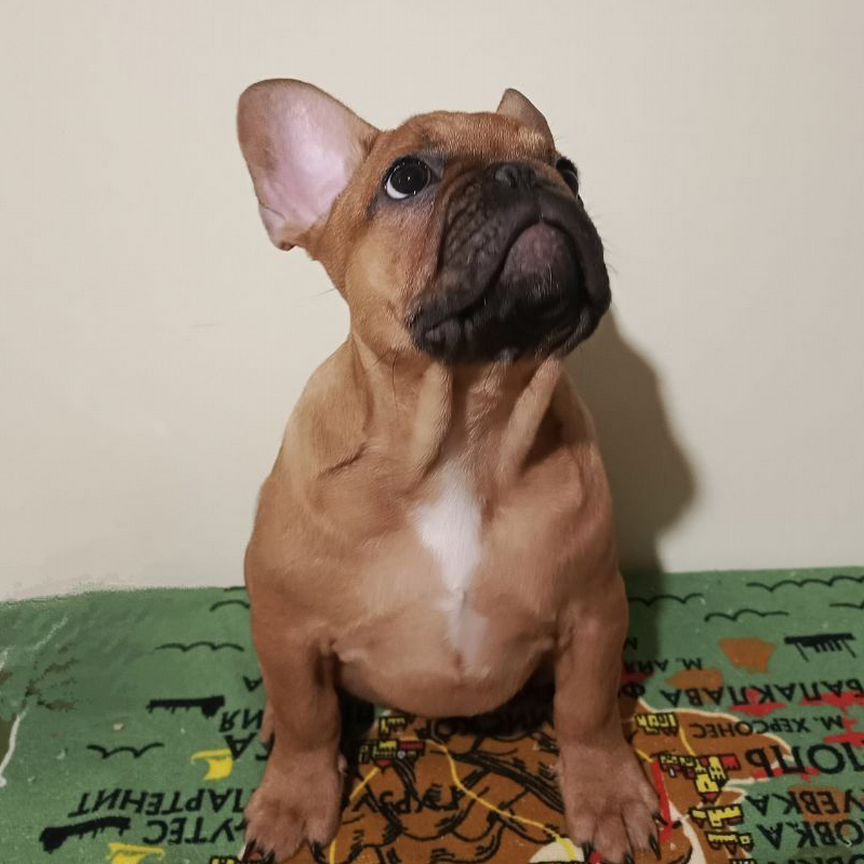 Французский бульдог, щенок