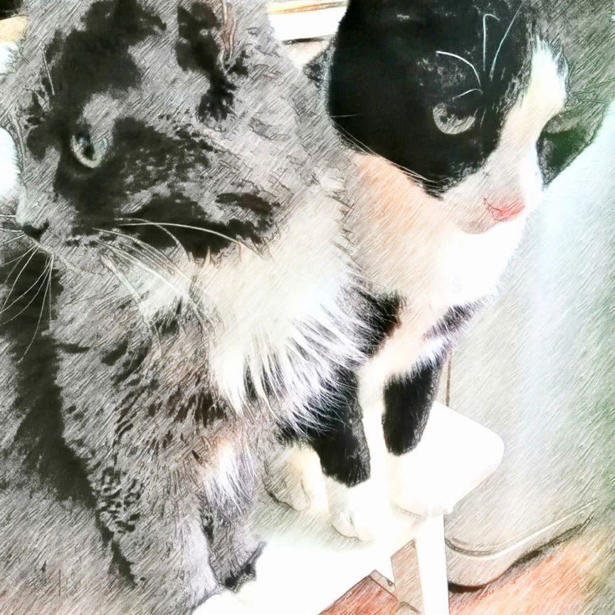 Кот и кошка