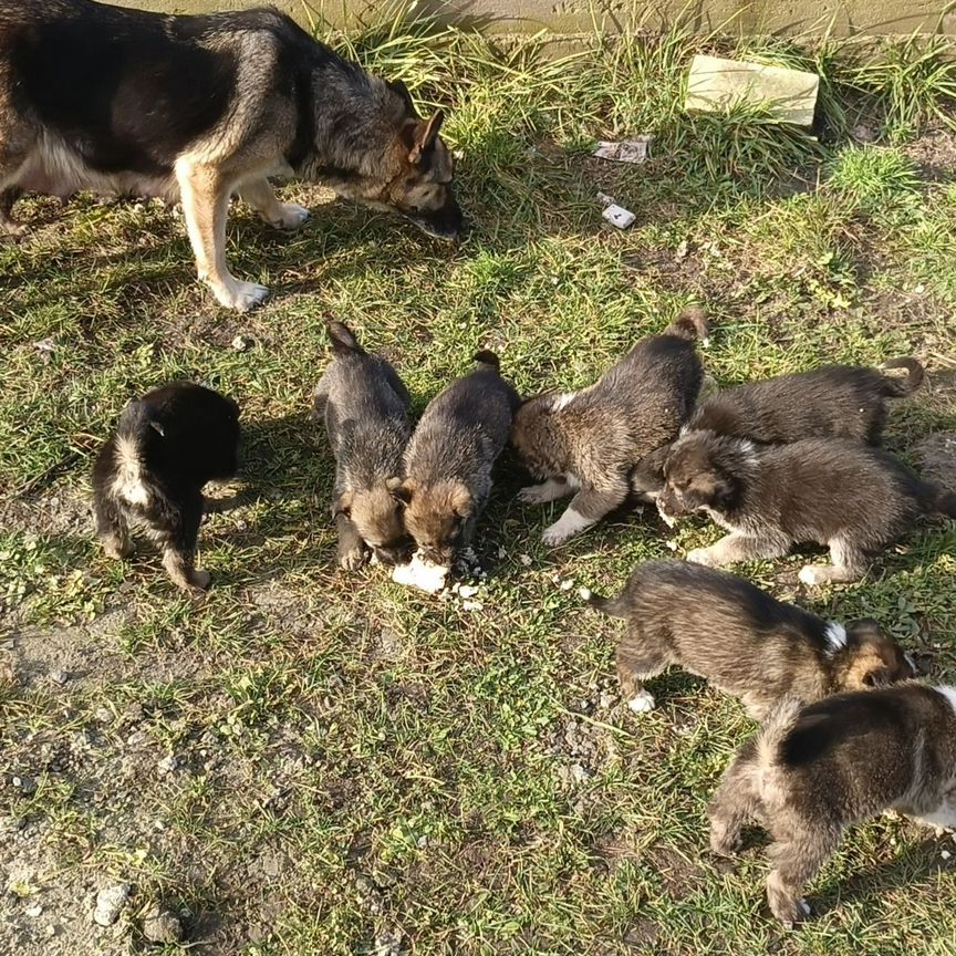 Щенок в добрые руки