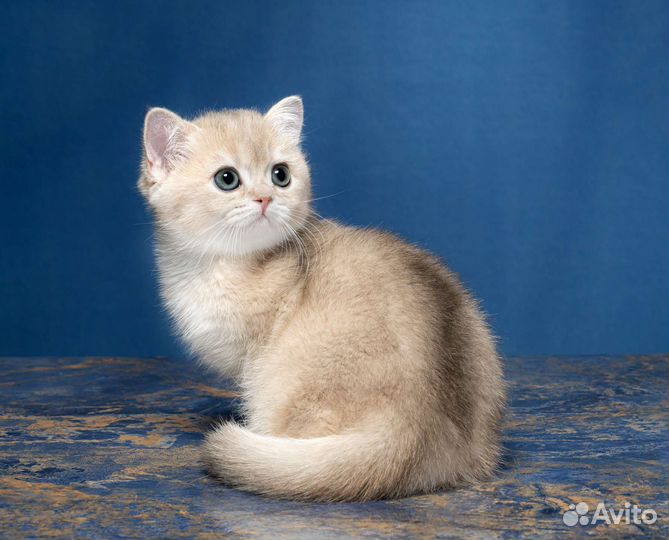 Британская золотая шиншилла