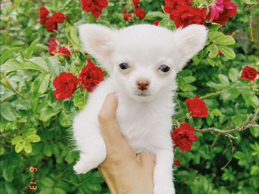 Чтхуахуа большой выбор щенков