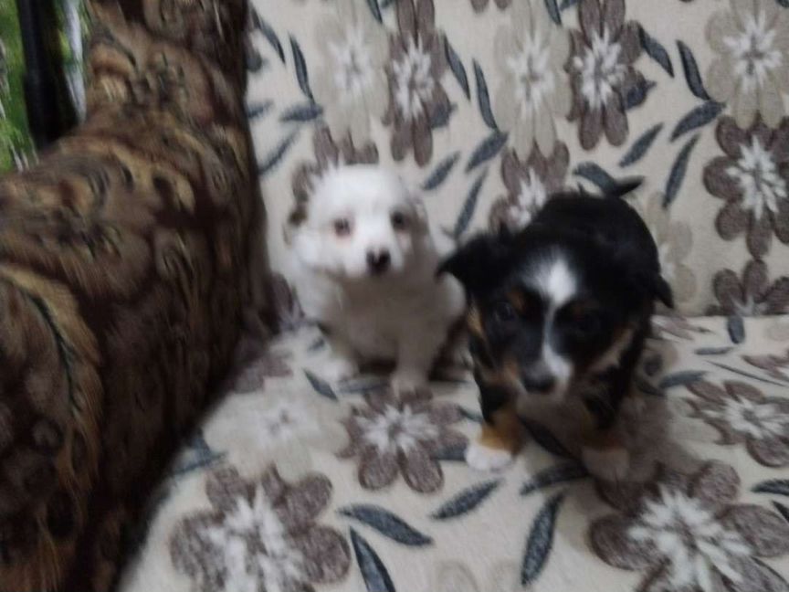 Собака в добрые руки отдам бесплатно