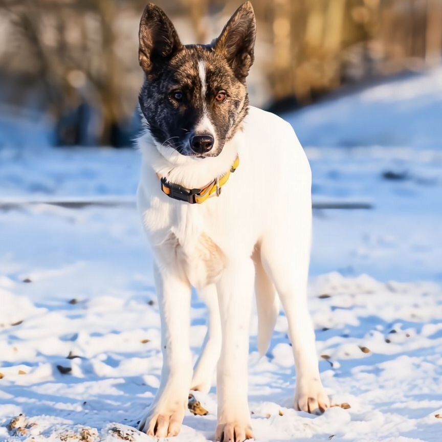 Щенок в добрые руки