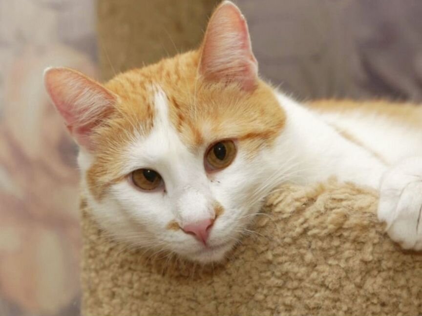 Солнечный котик в добрые ручки