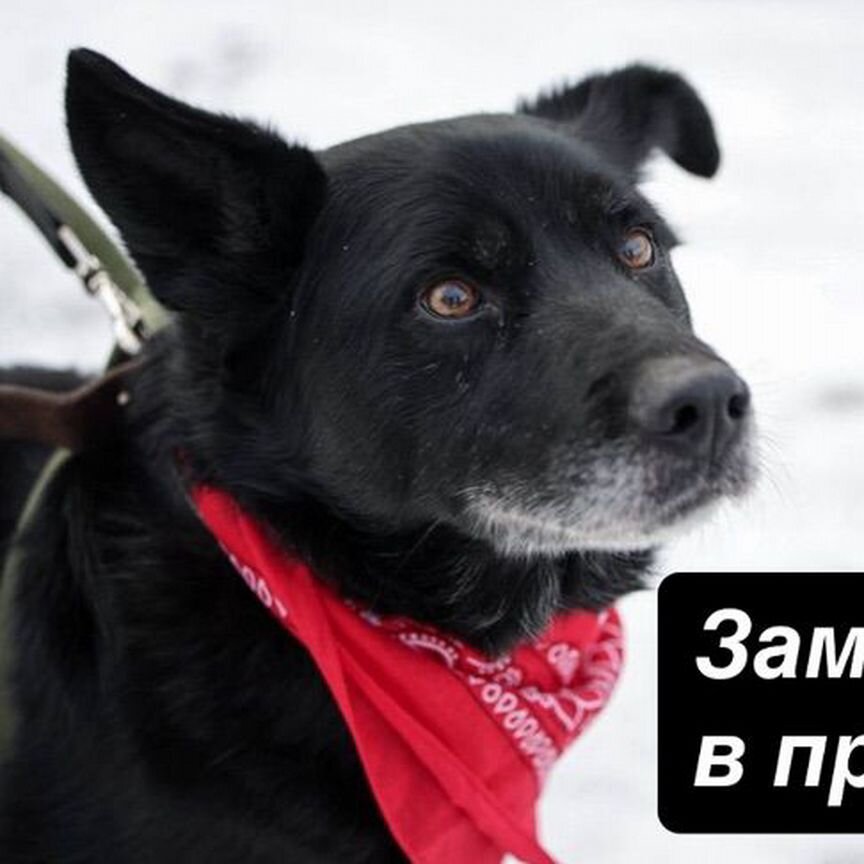 Взрослый пёс в добрые руки