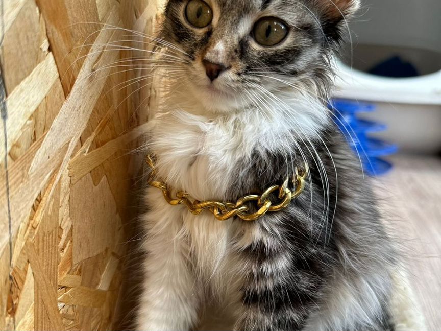 Котята из приюта бесплатно