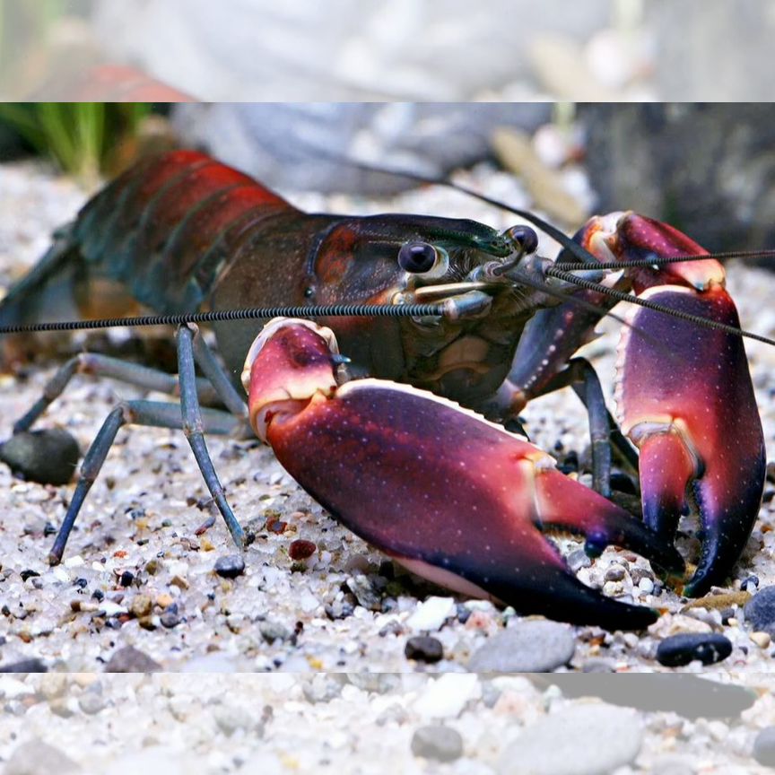 Рак фиолетовый пульхера - Cherax pulcher - Violet