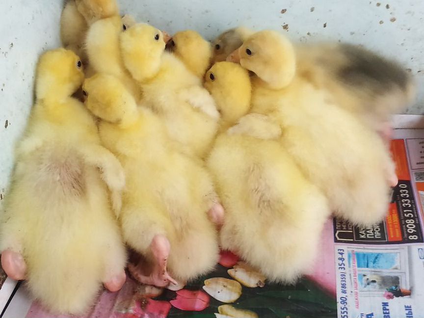 Гусята Линда