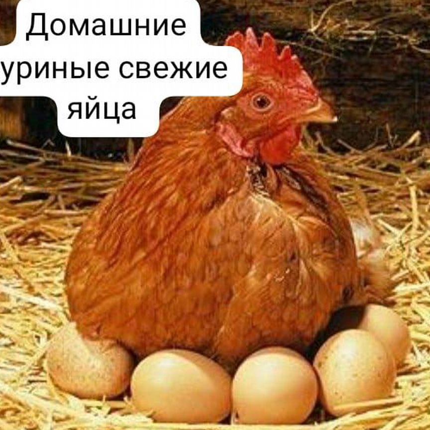 Куры