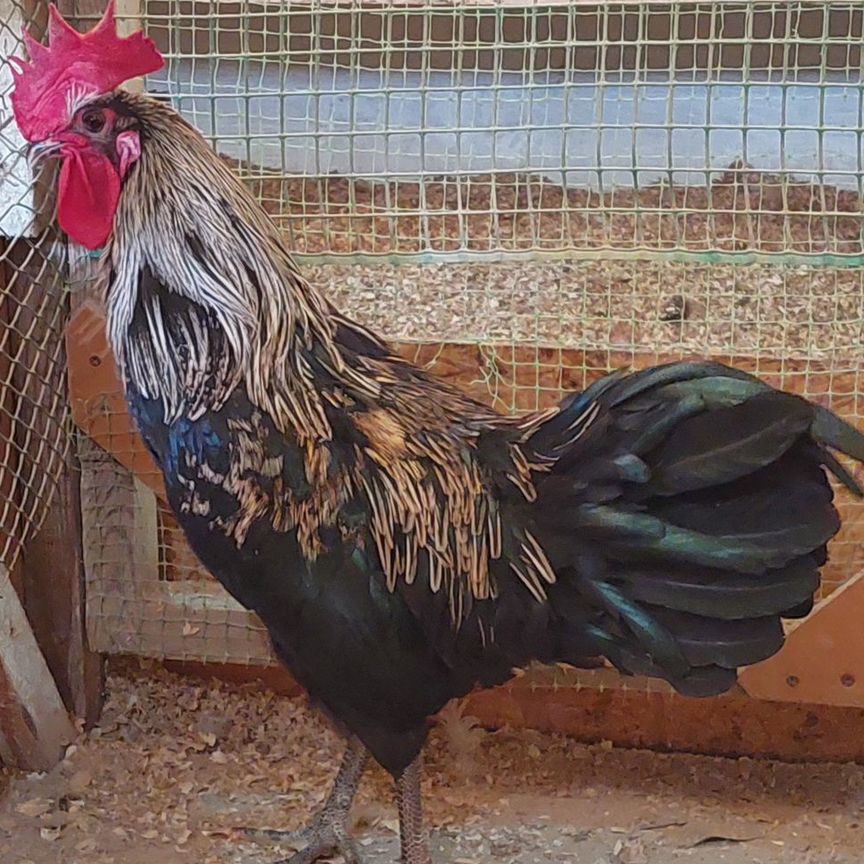 Петух Сильверудд-Блю