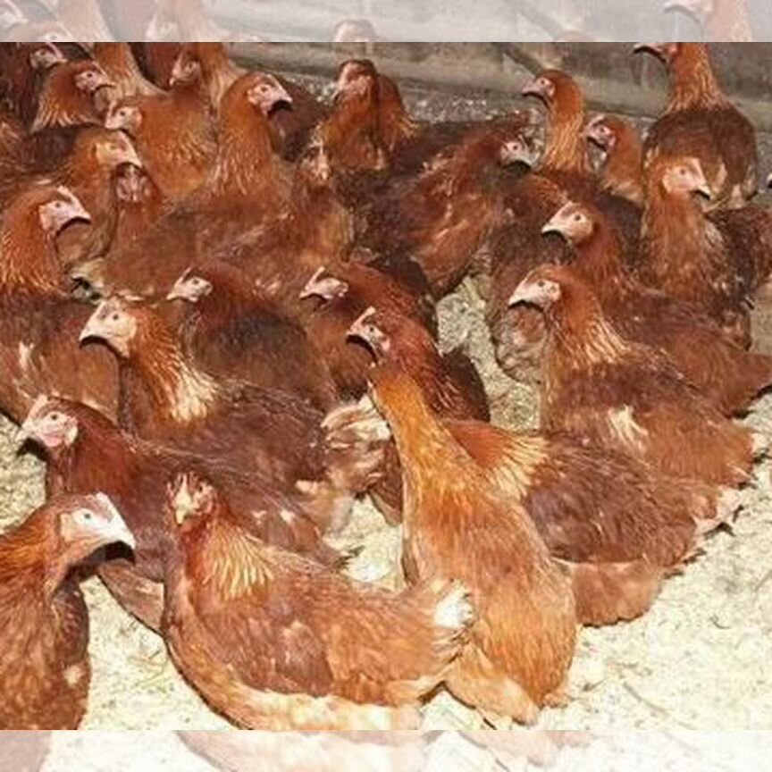 Куры несушки молодки