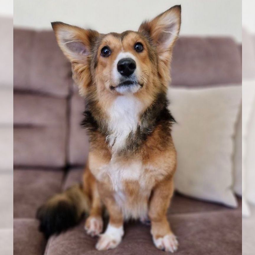 Взрослый пёс в добрые руки