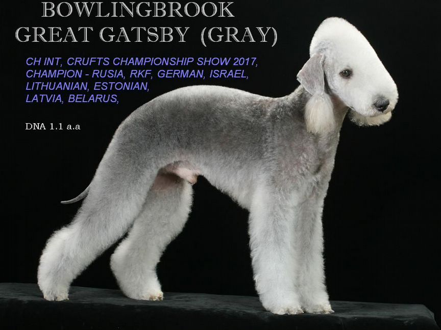 Бедлингтон терьер