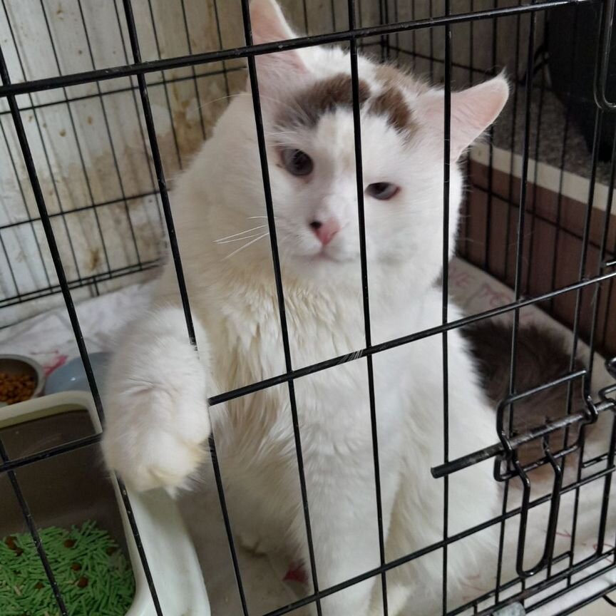 Сибирский, взрослый кот