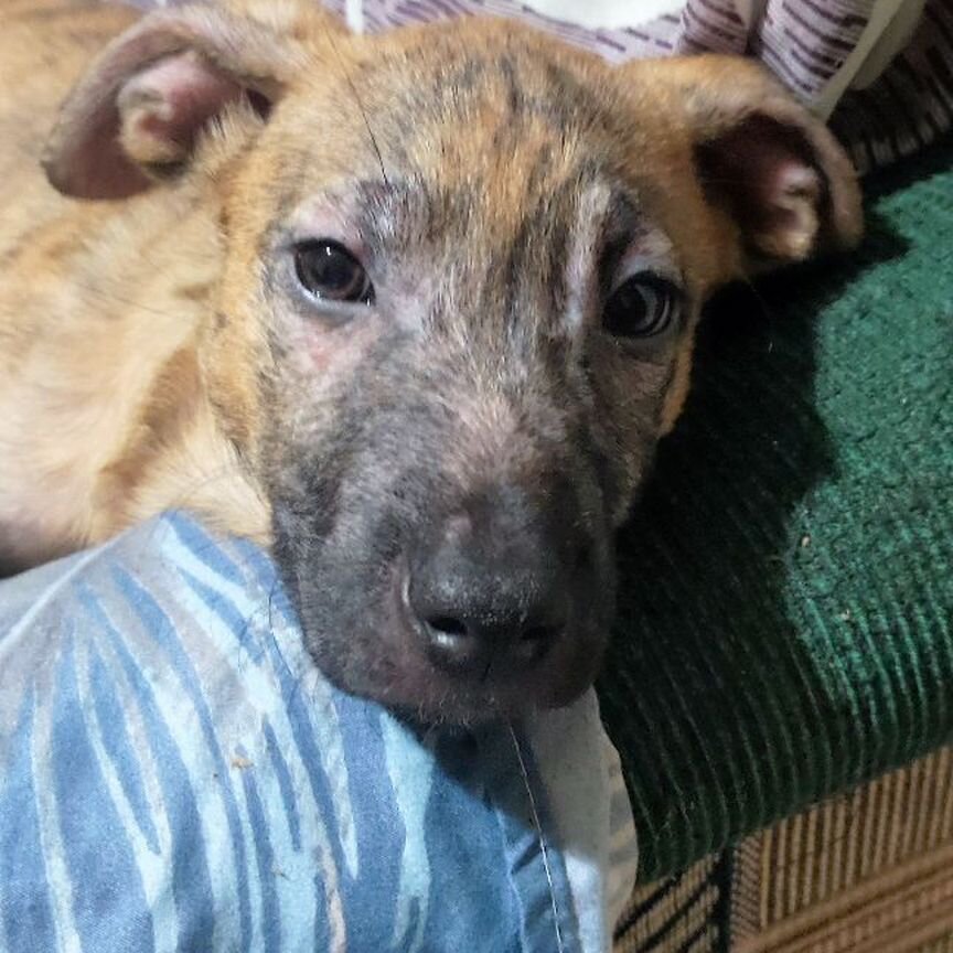 Девчонки красотки