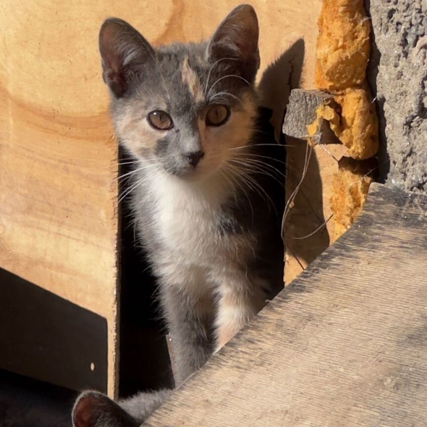 Котёнок в добрые руки