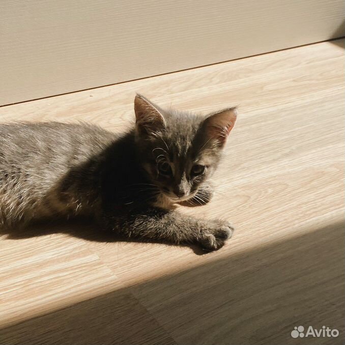 Серый пушистый котенок девочка