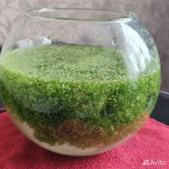 Водоросли для аквариума Ряска малая Lemna Minor