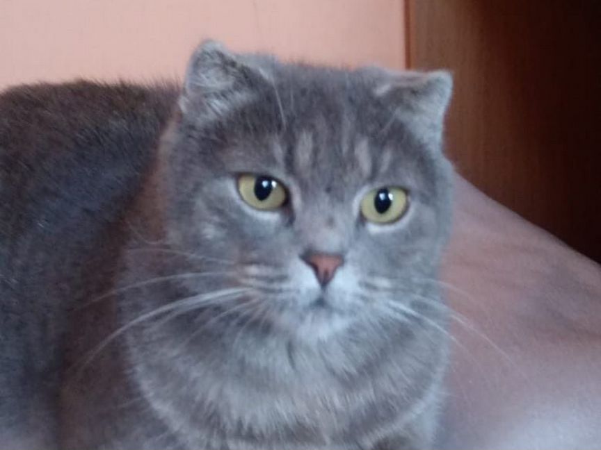 Кошечка