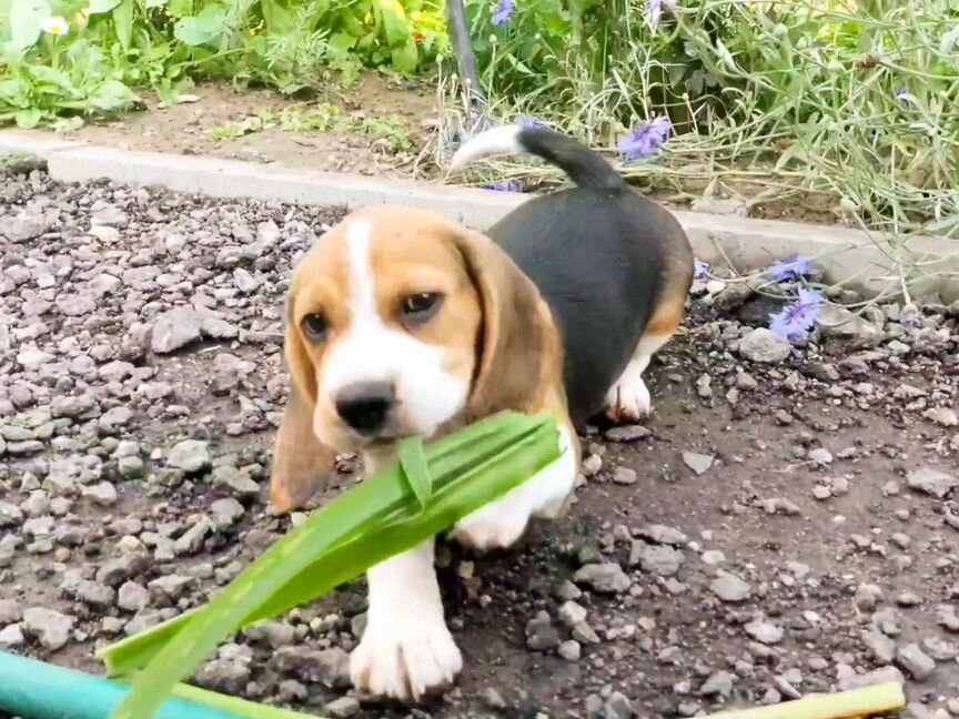 Самые красивые щенки бигля