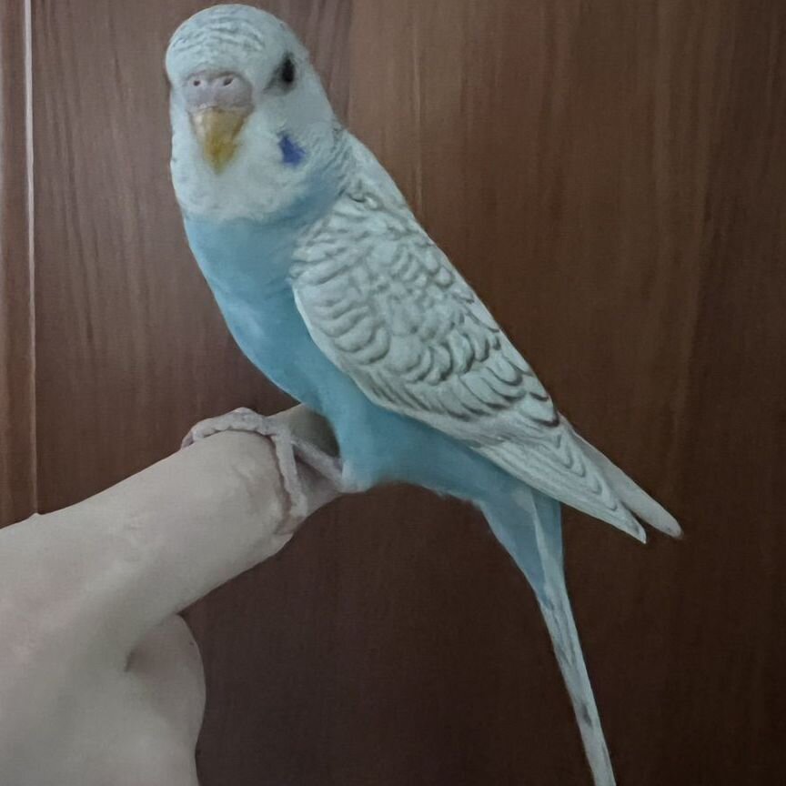 Птенцы волнистый попугай