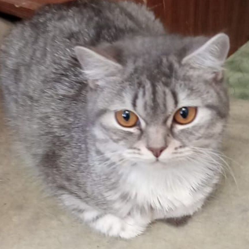 Шотландская прямоухая кошечка