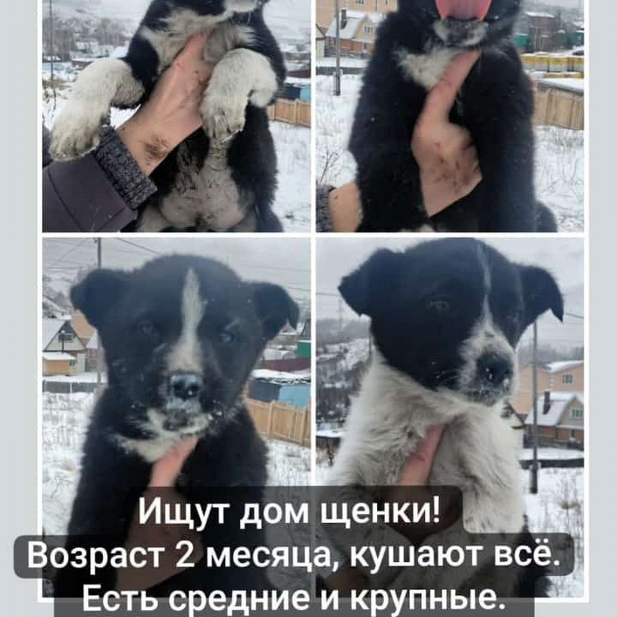 Щенки в ответственные руки