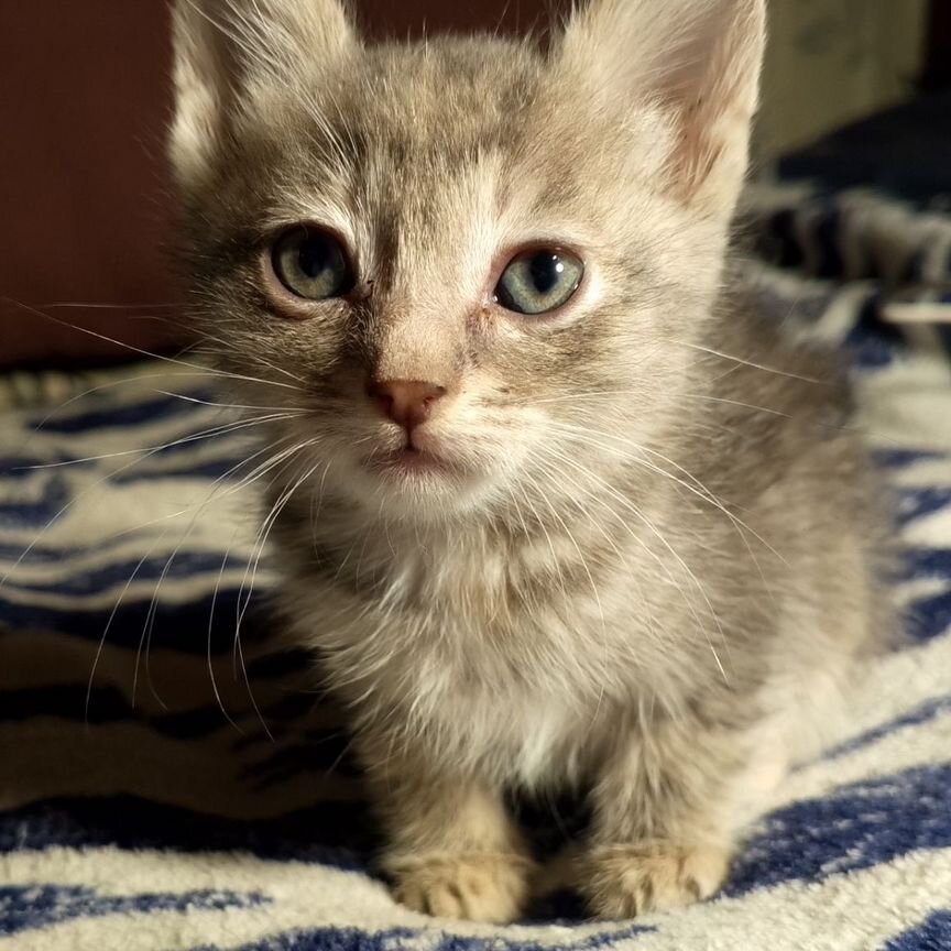 Котёнок в добрые руки