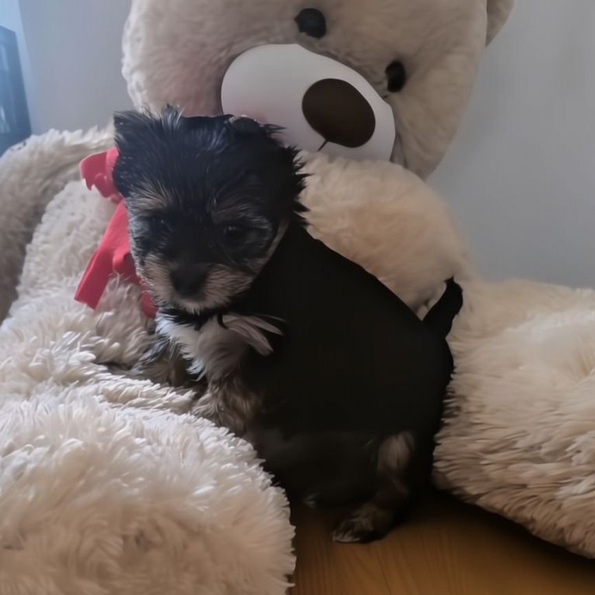 Йоркширский терьер, щенок