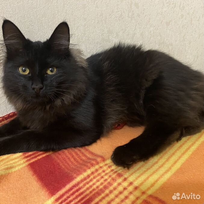 Котенок породы Курильский бобтейл